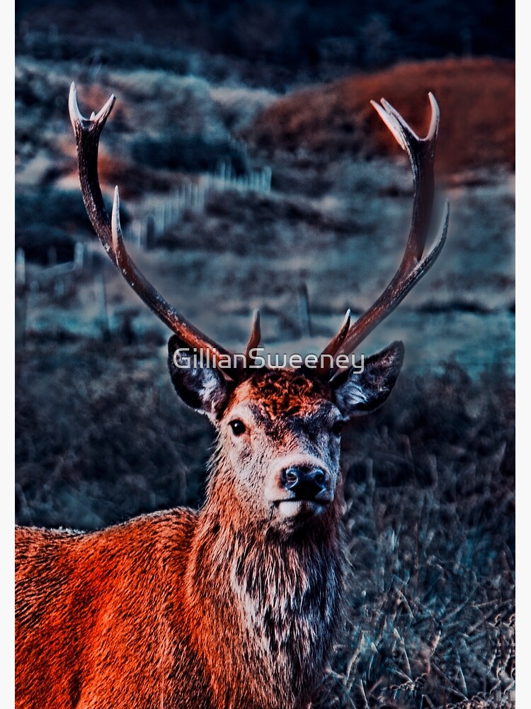 "Scottish Stag" Poster by GillianSweeney | Redbubble