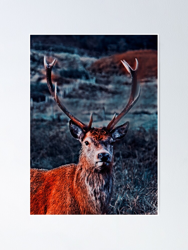 "Scottish Stag" Poster by GillianSweeney | Redbubble