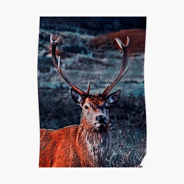 "Scottish Stag" Poster by GillianSweeney | Redbubble