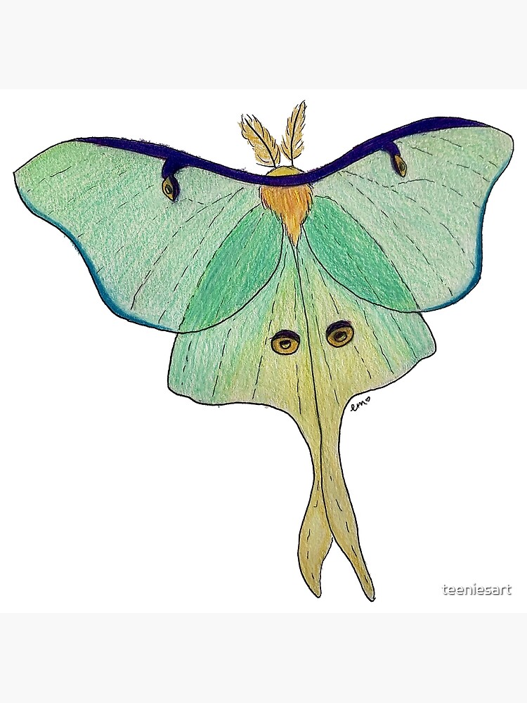 "Luna Moth" Poster by teeniesart | Redbubble