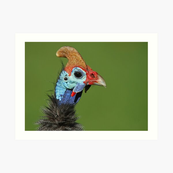 Tarentaal Art Prints | Redbubble