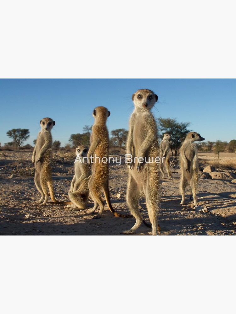 "Meerkat morning" Poster by dailyanimals | Redbubble