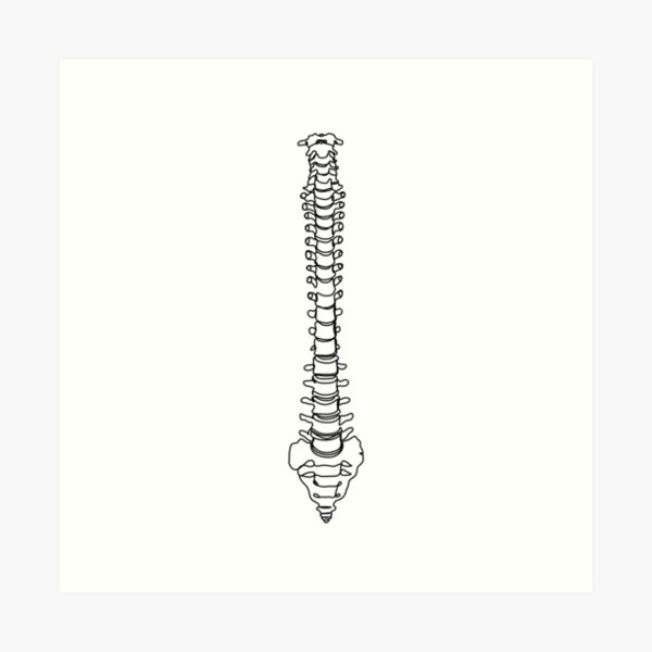 "spine one line drawing. Medical print" Art Print for Sale by ...