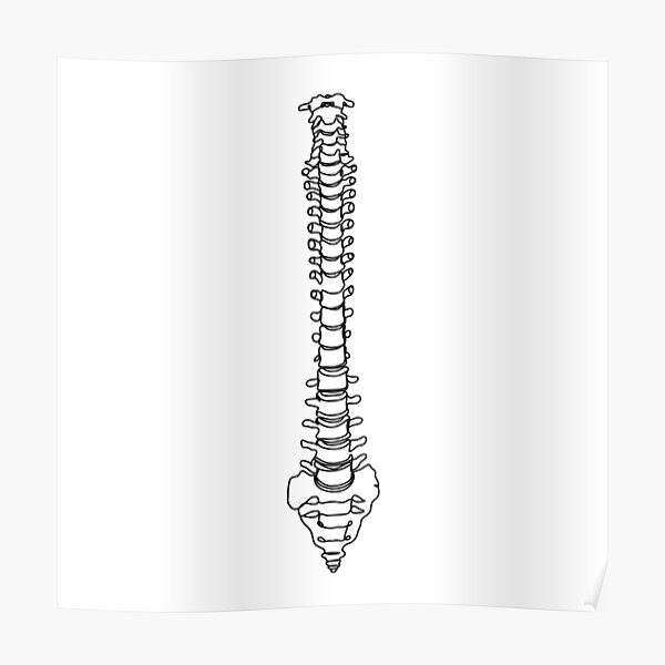 "spine one line drawing. Medical print" Poster for Sale by OneLinePrint ...