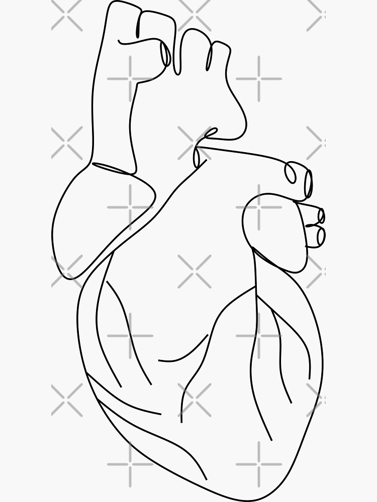 "Hart anatomy line art" Sticker by OneLinePrint | Redbubble