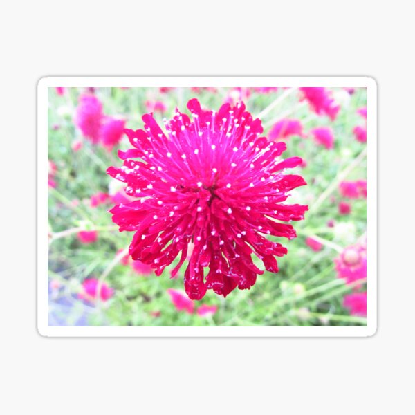 "Purple/Pink Astrantia" Sticker for Sale by GoNatureDesigns | Redbubble