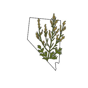 "Nevada State Flower" Art Print for Sale by claireepete | Redbubble