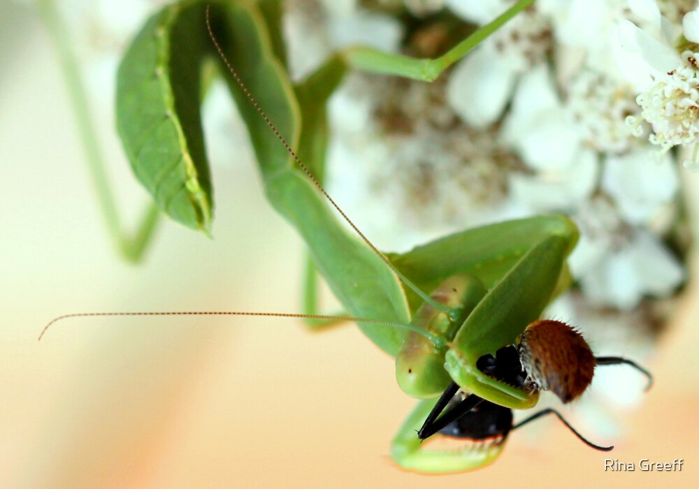 "Mine!" by Rina Greeff | Redbubble