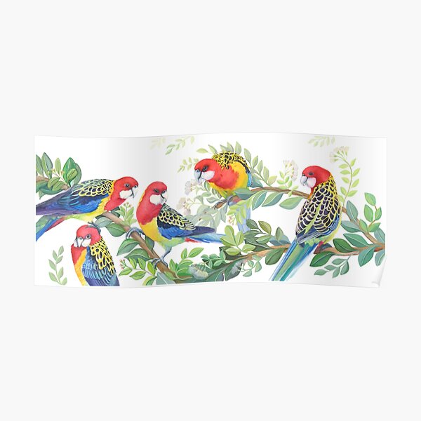 "Eastern Rosella Gathering" Poster by thefriendsplace | Redbubble