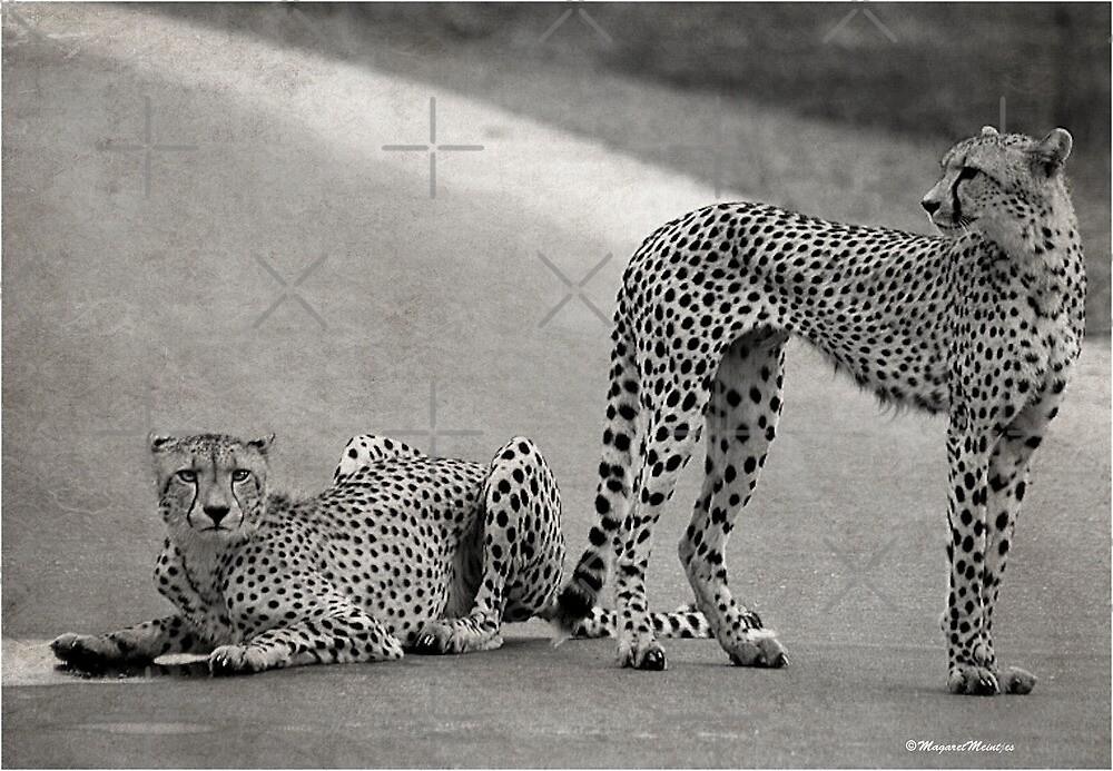 "THE CHEETAH COUPLE - CHEETAH – Acinonyx jabatus – Die Jagluiperd" by ...