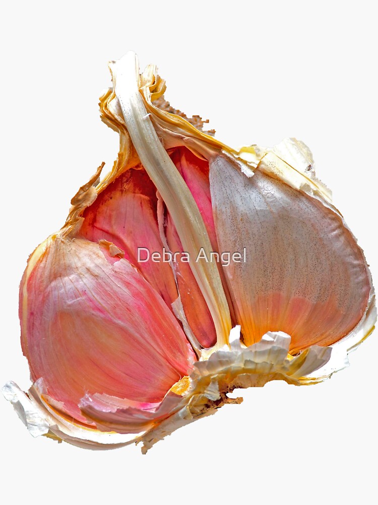 "Fresh Garlic Vampire collection" Sticker for Sale by debraangel ...