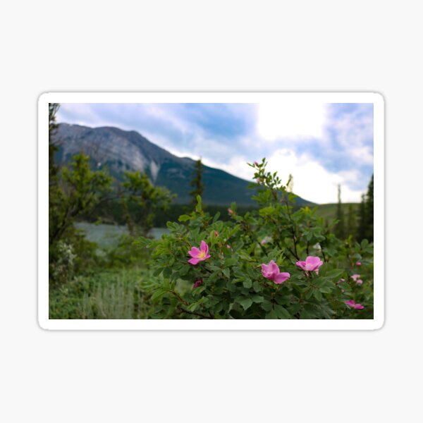 "Alberta Roses" Sticker by OhSnapPhoto | Redbubble