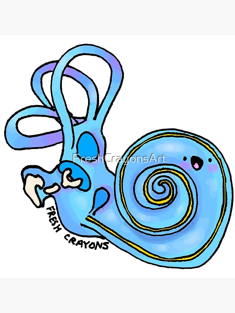 Lámina artística «Cóclea Oído Interno Audiencia Anatomía De Dibujos ...