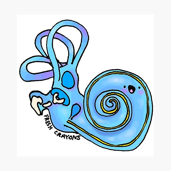 "Cochlea Inner Ear Hearing Anatomy Cartoon " Photographic Print by ...