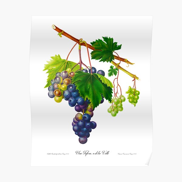 "Grape, Purple Grape, Uva trifera, o di tre Volte, Vite trifera, Vite d ...