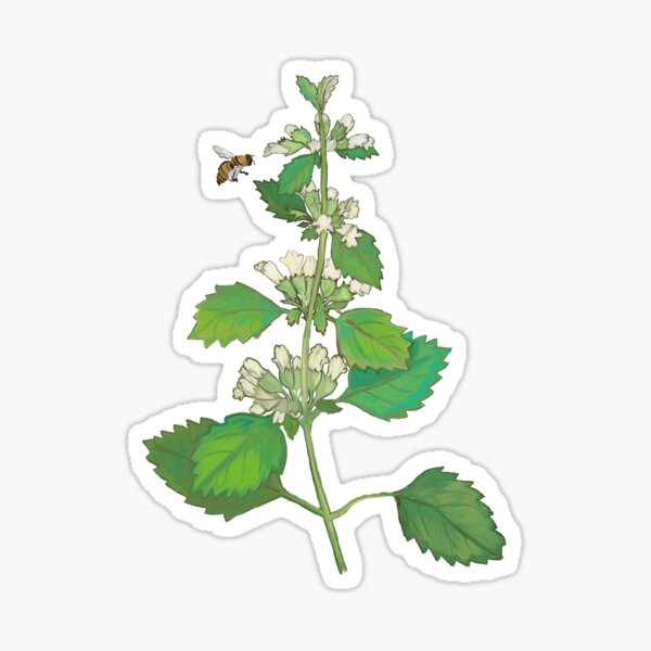 "Lemon Balm" Sticker for Sale by joyfulroots | Redbubble