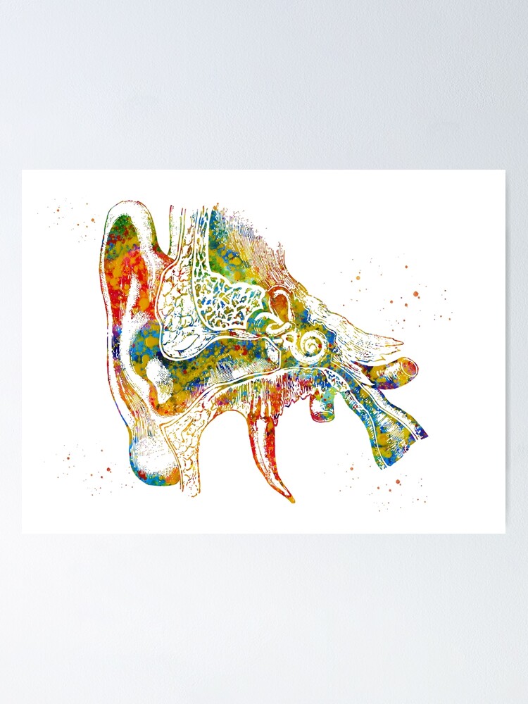 "Human ear" Poster for Sale by erzebetth | Redbubble
