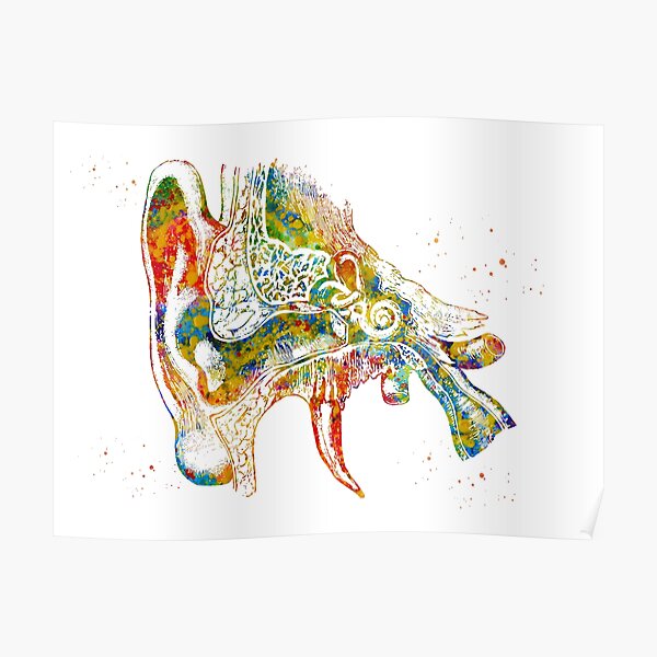 "Human ear" Poster for Sale by erzebetth | Redbubble