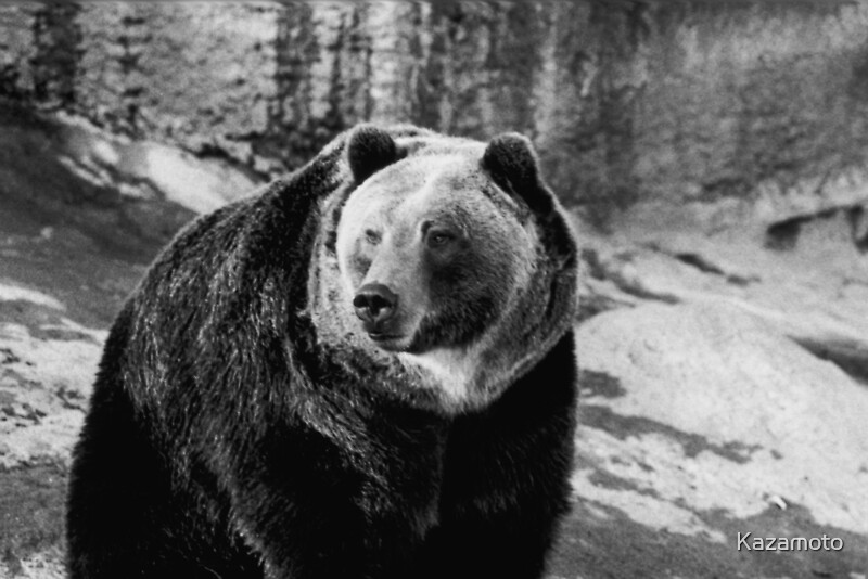 ""Silver Tip" Grizzly bear" by Kazamoto | Redbubble