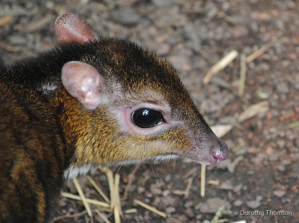 "Lesser Malayan Chevrotain ( Mouse Deer)" by Dorothy Thomson | Redbubble