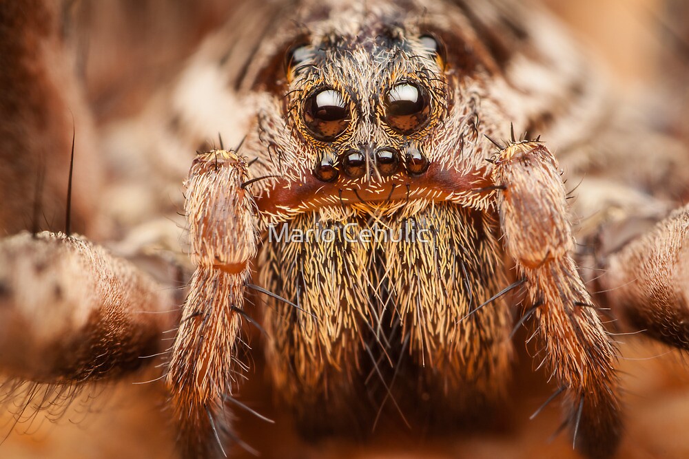 "Wolf spider extreme macro portrait" by Mario Cehulic | Redbubble