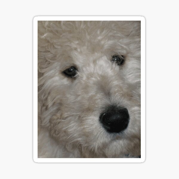 "Cute Golden Doodle Puppy Dog Face" Sticker by raizepeace | Redbubble