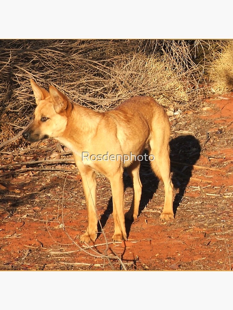 "Ringo the Dingo" Throw Pillow for Sale by Rosdenphoto | Redbubble