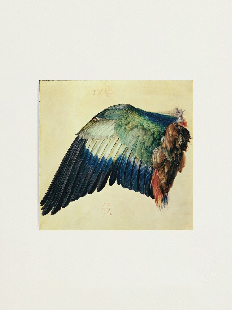 "Albrecht Durer - Wing Of A Blue Roller" Photographic Print for Sale by ...