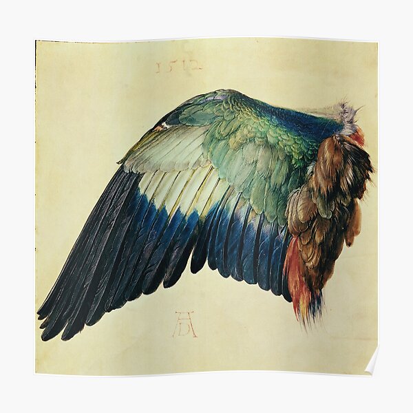 "Albrecht Durer - Wing Of A Blue Roller" Poster for Sale by artcenter ...
