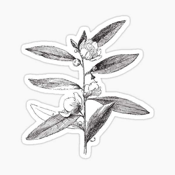 "Flower Outline" Sticker for Sale by nzsimmer | Redbubble