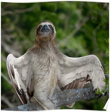 "The winged sloth" Posters by Felfriast | Redbubble