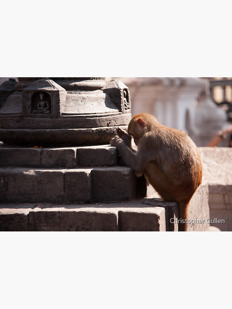 "Praying Monkey" Photographic Print for Sale by ccullen222 | Redbubble
