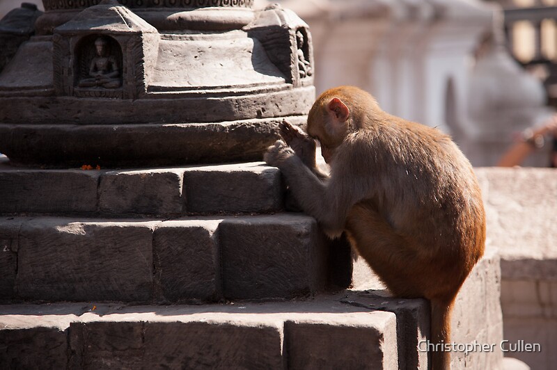 "Praying Monkey" Photographic Prints by Christopher Cullen | Redbubble