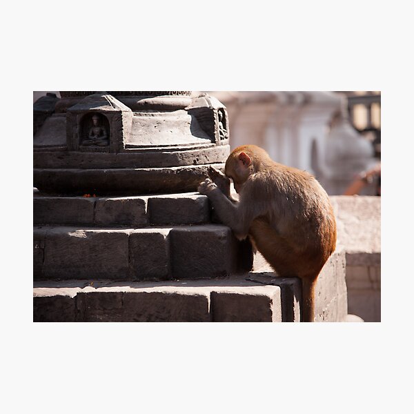"Praying Monkey" Photographic Print for Sale by ccullen222 | Redbubble