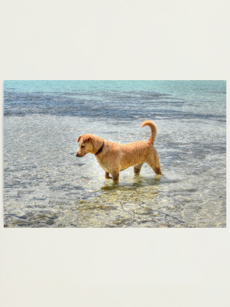 "Dog playing in the Caribbean waters at Yamacraw Beach - Nassau, The ...