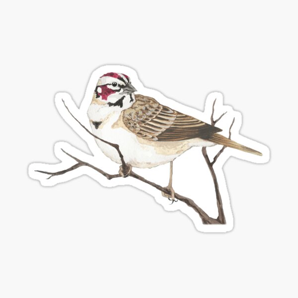 "Lark Sparrow" Sticker for Sale by icteridae | Redbubble