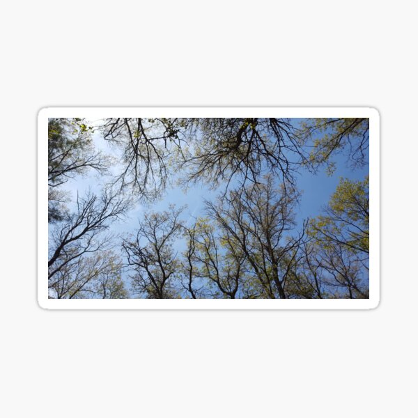 "Forest canopy " Sticker by Chynnjandt | Redbubble
