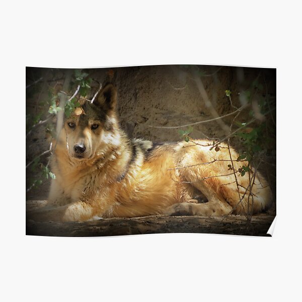 ""Lobo"" Poster by DixiesDigitals | Redbubble