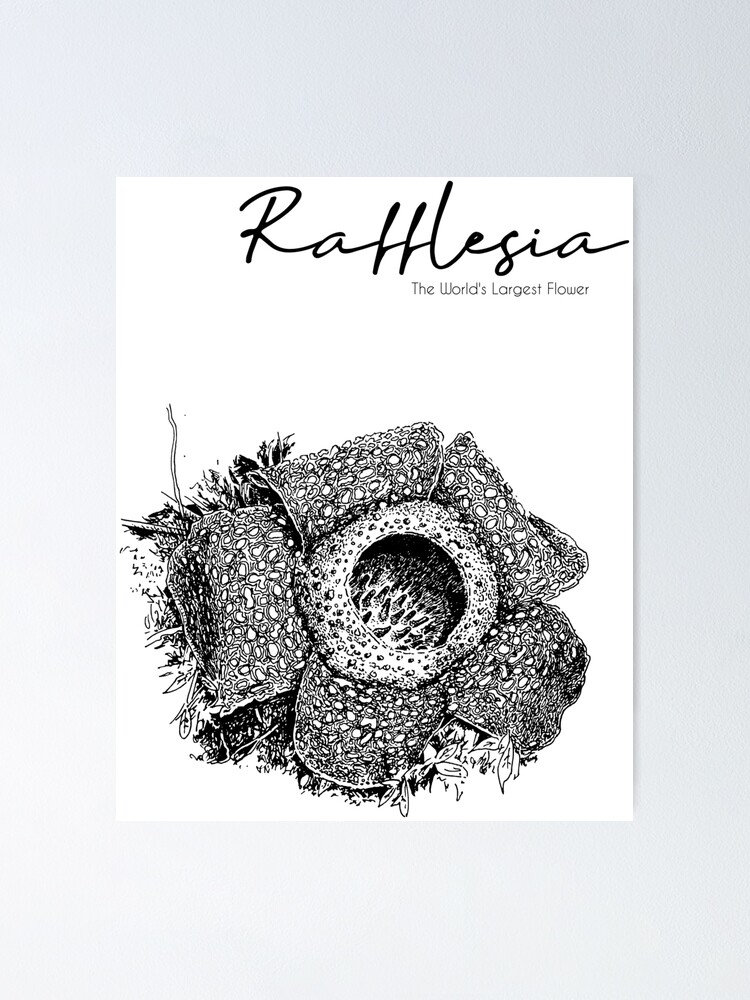 "Rafflesia The World's Largest Flower Hand Drawing" Poster by ...