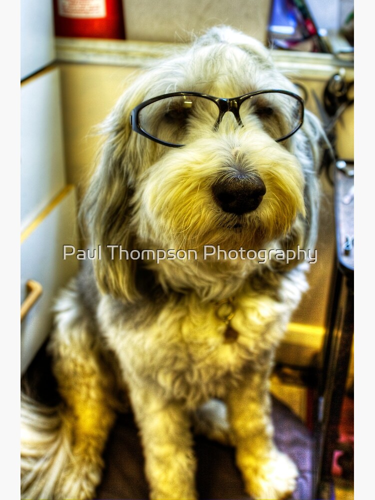 "Doggles Foe A Clever Dog" Poster by tommysphotos | Redbubble