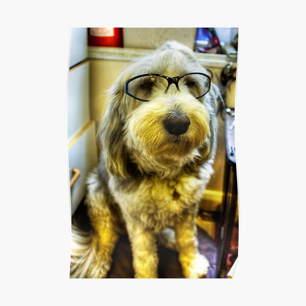 "Doggles Foe A Clever Dog" Poster by tommysphotos | Redbubble