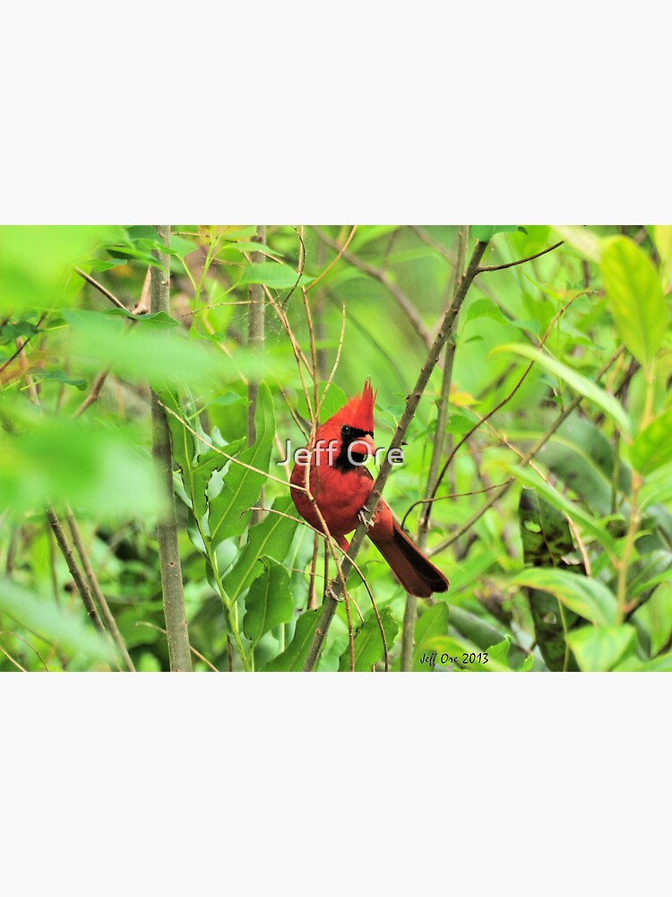 "Northern Cardinal" Poster by oreproductions | Redbubble