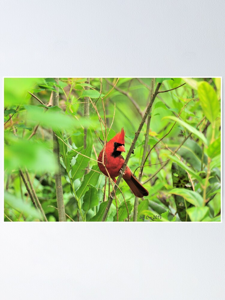 "Northern Cardinal" Poster by oreproductions | Redbubble