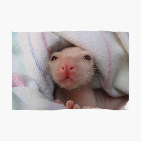 "Fidget - Albino Brushtail Possum" Poster for Sale by hannahmarco ...