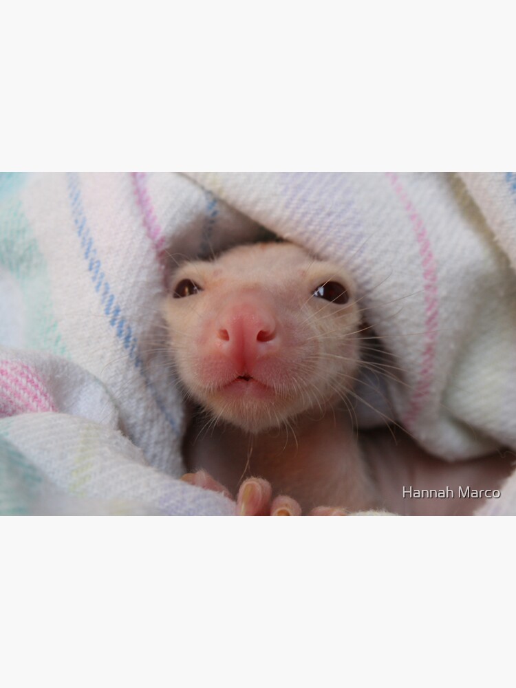 "Fidget - Albino Brushtail Possum" Sticker for Sale by hannahmarco ...