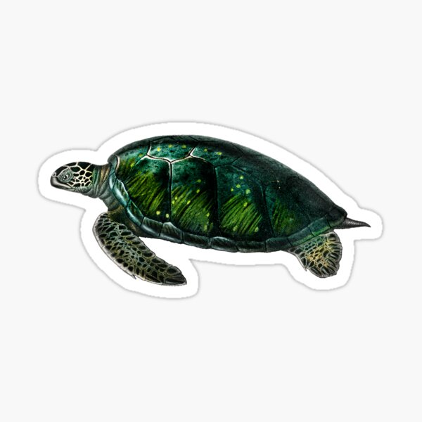 "Turtle Drawing " Sticker by darwinsworld | Redbubble