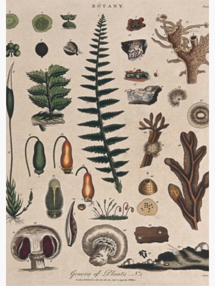 "Botany Chart" Spiral Notebook for Sale by bluespecsstudio | Redbubble