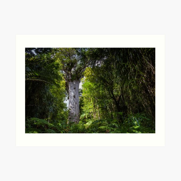 "Tane Mahuta" Art Print for Sale by RussellCharters | Redbubble