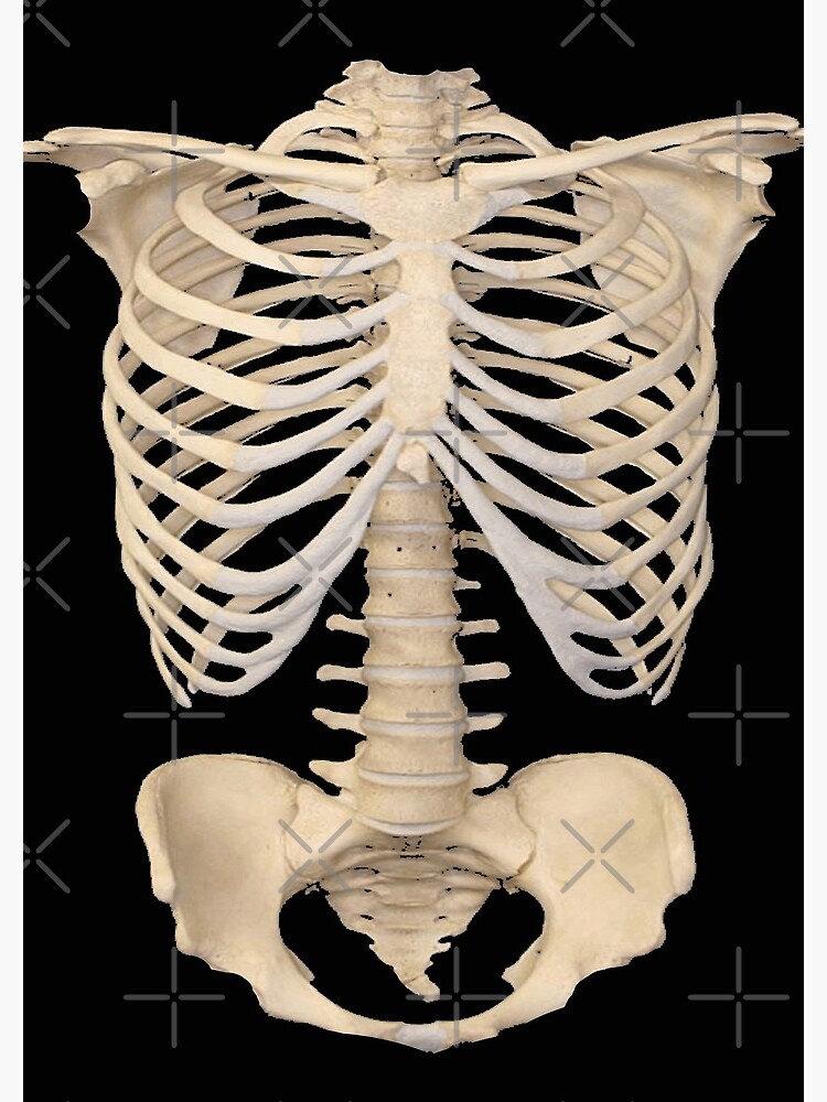 "halloween Gothic Anatomy Rib Cage bones human skeleton " Spiral ...