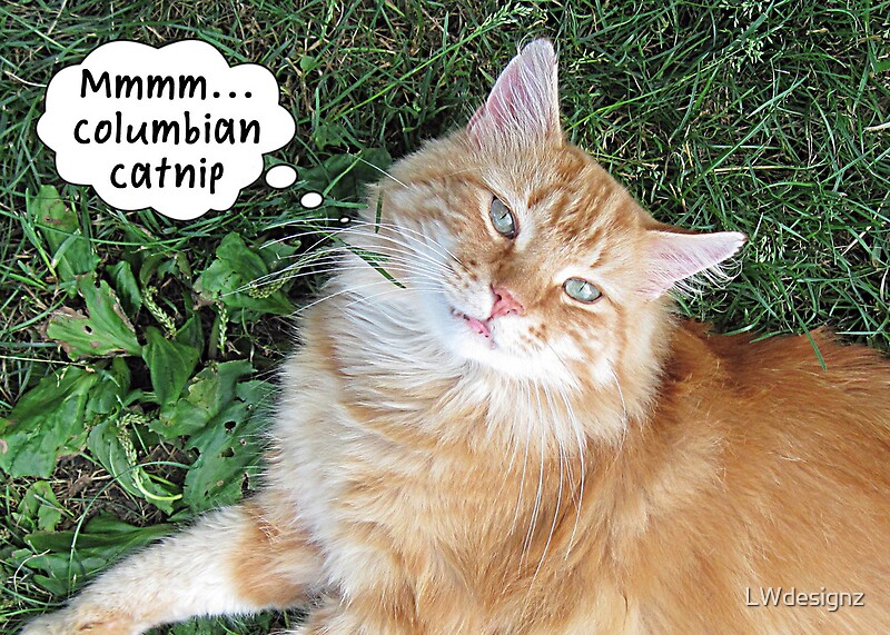 "Funny Cat High on Catnip" by LWdesignz | Redbubble